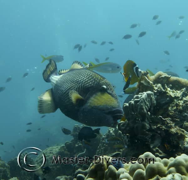 Triggerfish - Master Divers Koh Tao
