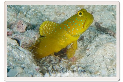 9-goby-fish-and-shrimp-japanese-gardens - Master Divers Koh Tao