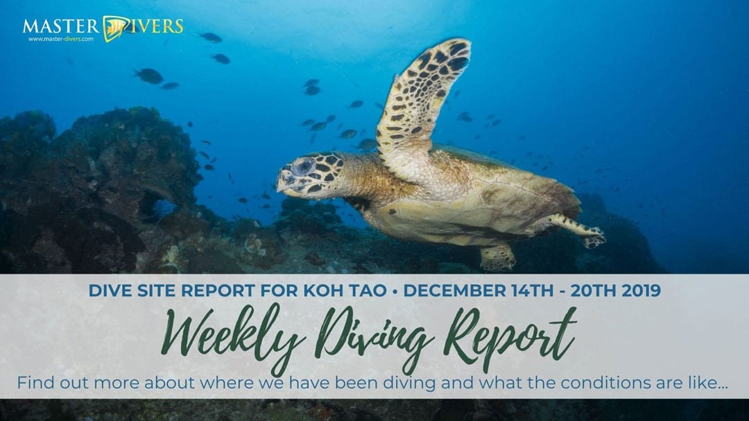 Weekly Diving Report - December 14th - 20th 2019