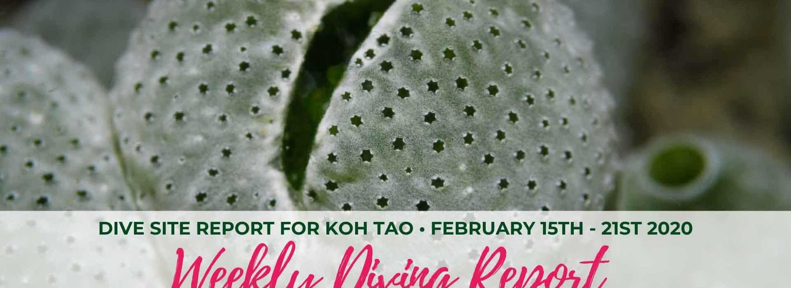 Weekly Diving Report - February 15th - 21st 2020