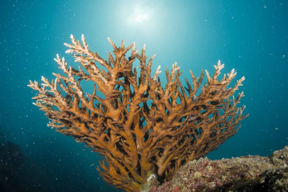 Healthy-coral-koh-tao - Master Divers Koh Tao