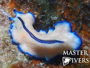 Blue Lined Flatworm - Master Divers Koh Tao